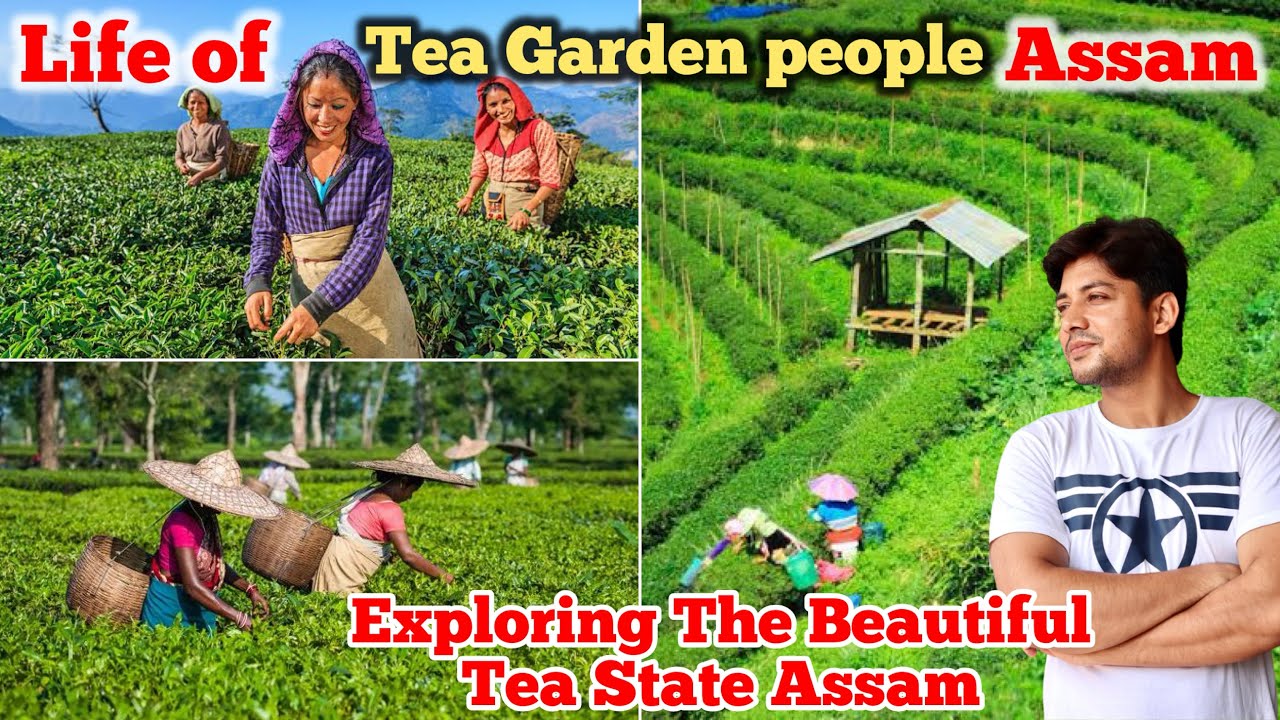 Assam tea garden || Tea garden people Assam || Exploring The Beautiful ...