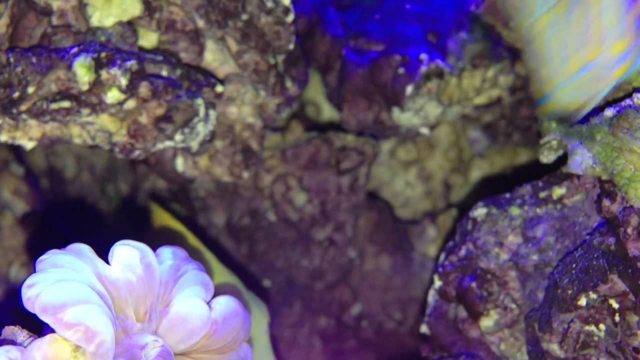 Yellow mimic tang and Clown tang - YouTube