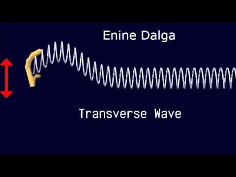 enine ve boyuna dalgalar, transverse wave vs longitudinal wave