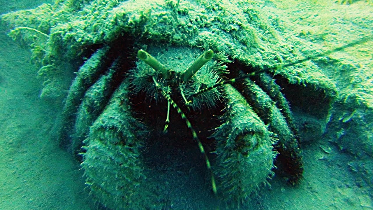 SCUBA diving at CoCo View Resort, Roatán, Honduras, Day 1 - YouTube