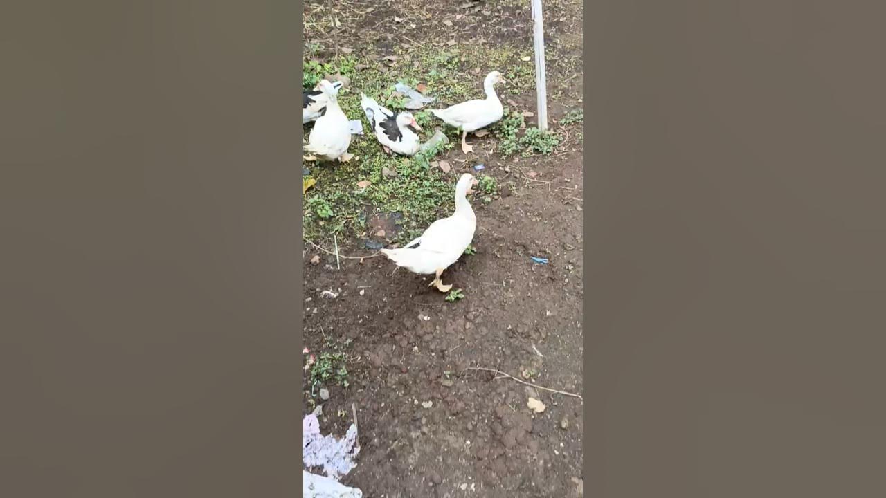 Panen ternak mentok jumbo tronton #cute #automobile #aquarium #love #aquariumfish #animals - YouTube