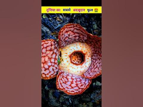 The stinkiest flower in the world - YouTube