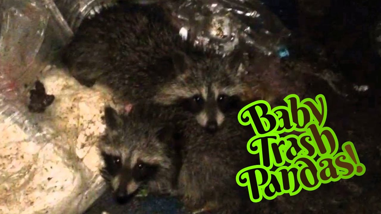 Dumpster Diving Helping Baby Trash Pandas - YouTube
