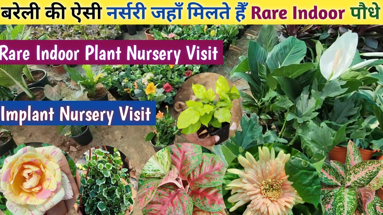 इस नर्सरी के पौधे देख कर हैरान हो जाओग🌹Indoor Plant Nursery Visit👏 ...