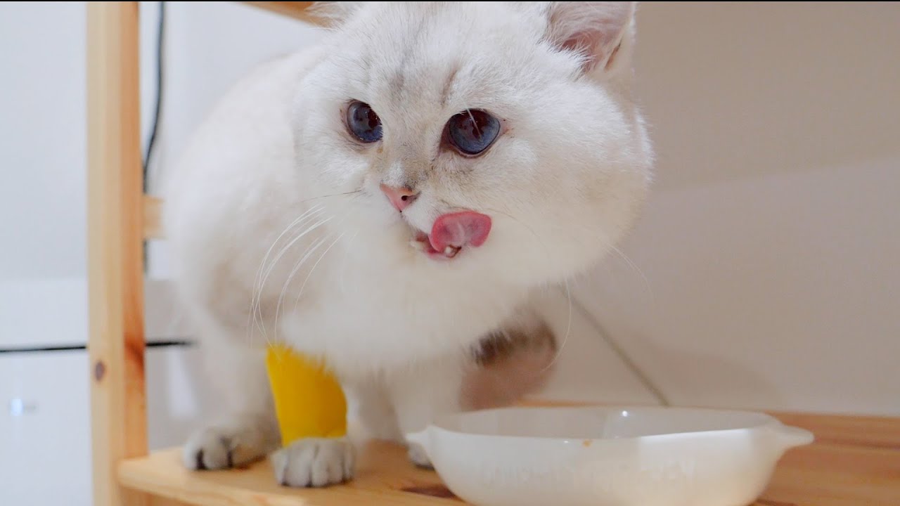 Papa cat Leo is adorable as he sheds tears and savors the happiness of ...