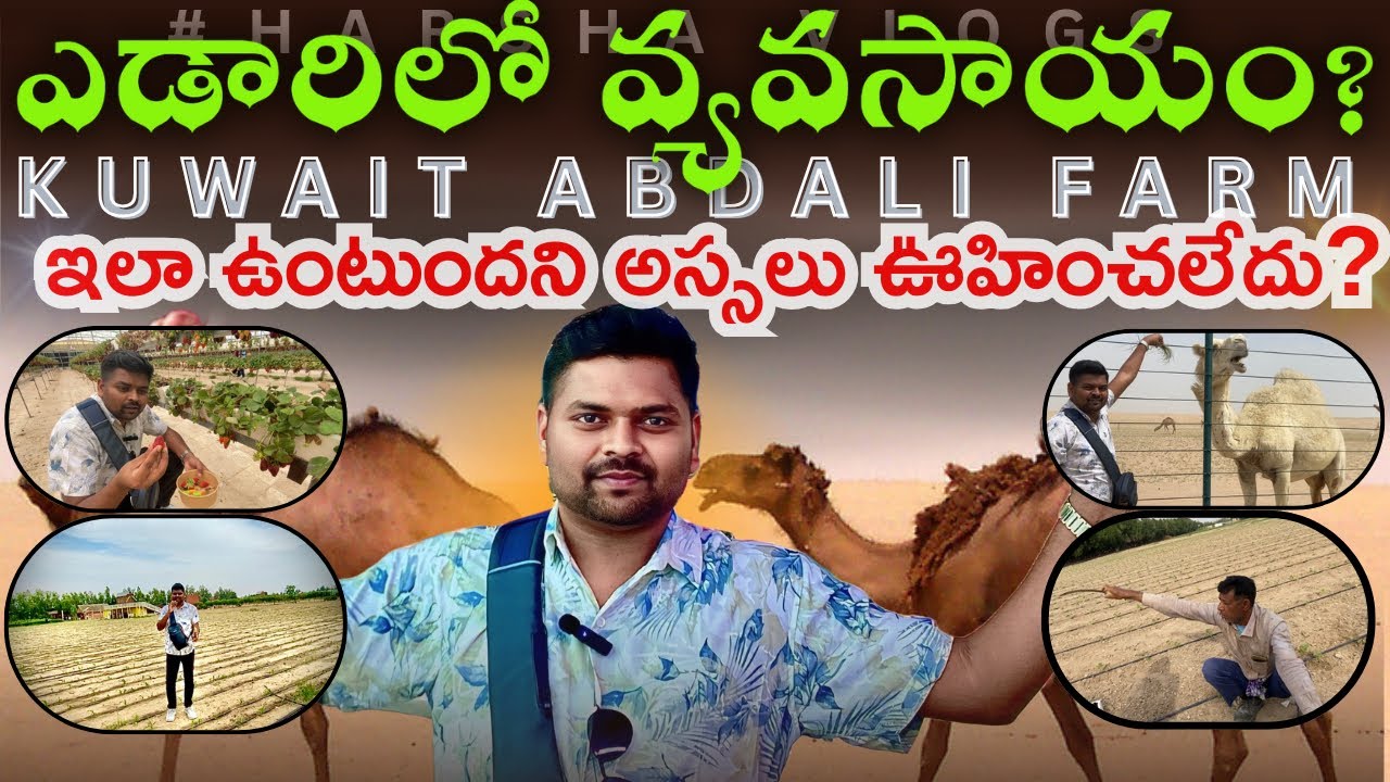 కువైట్ ఎడారిలో వ్యవసాయం ఎలా చేస్తారు?||Agriculture in Kuwait Abdali ...