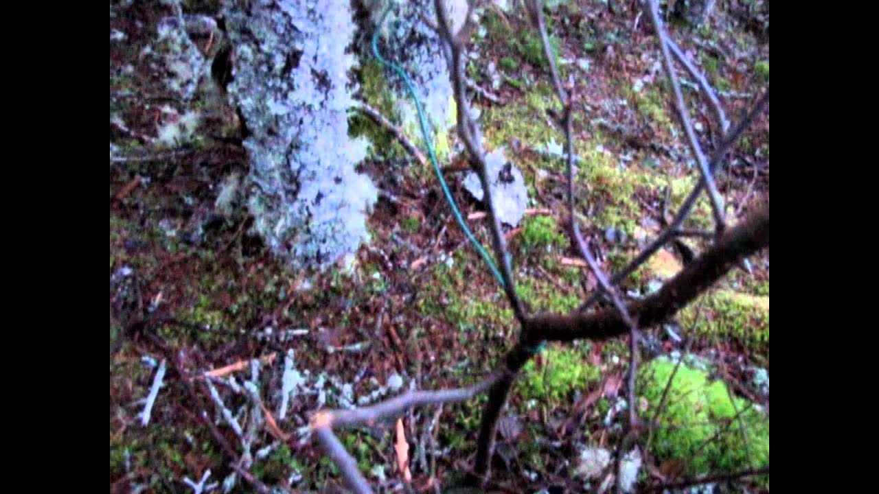 Bobcat Snare Line - YouTube