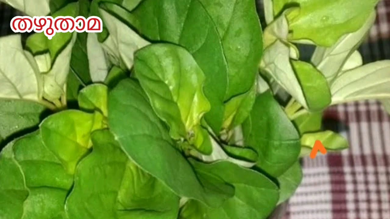 pathilakal, pathila thoran, benefits of 10 leaves||Pathilakal ...