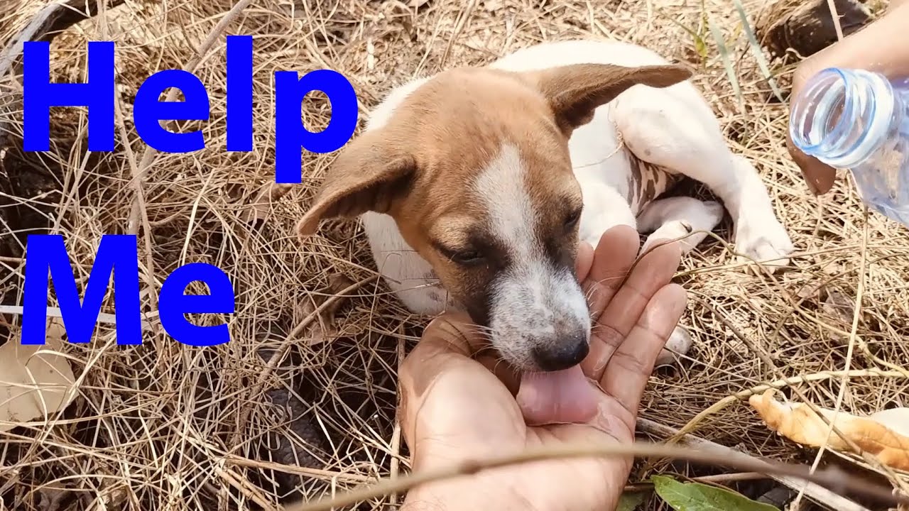 Heartwarming Puppy Rescue: Saving Abandoned Puppies from the Streets ...