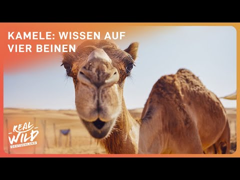 Die krasseste Kamelkarawane: Bildung auf dem Rücken der Wüstenschiffe