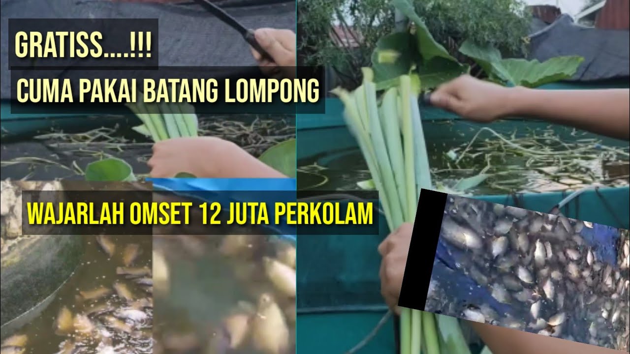 Gratis... Cuma Pakai Batang Lompong Pakan Gurame, Omset 12 Juta ...