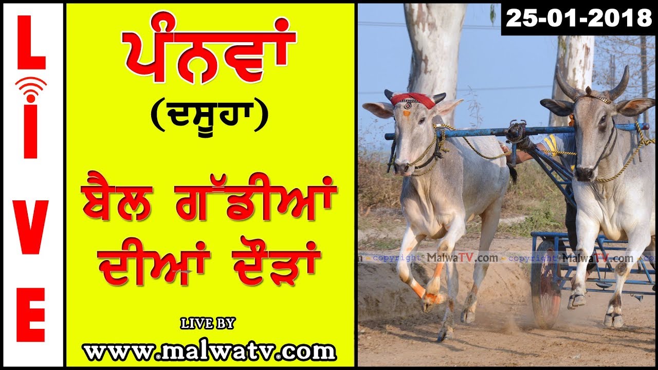 PANWAN (Dasuya) OX RACES - 2018 || LIVE STREAMED VIDEO || - YouTube