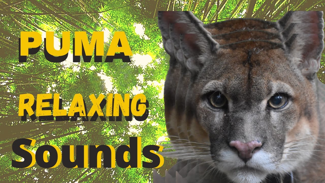 PUMA Sounds | Cool sounds to fall asleep - YouTube