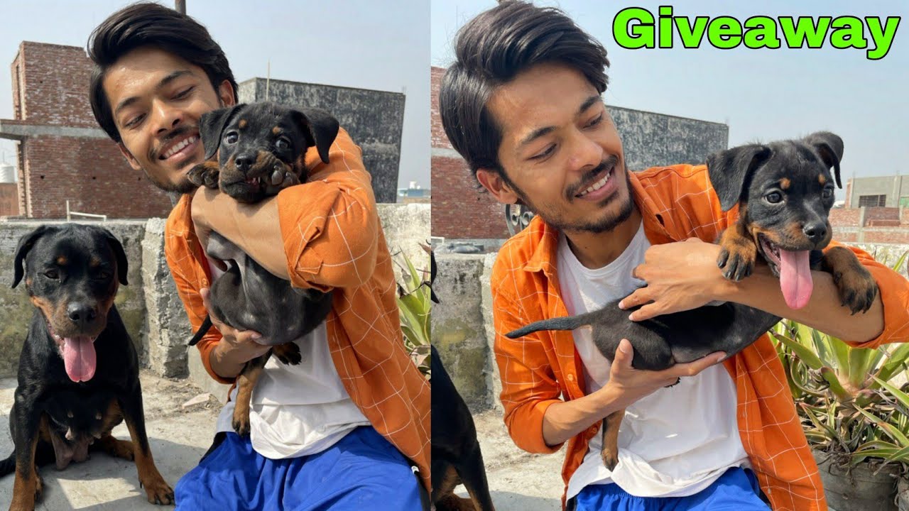 Rottweiler Puppies For Adoption "Free"||Coco😍||Roxy Ke Bacche||Roxy the ...