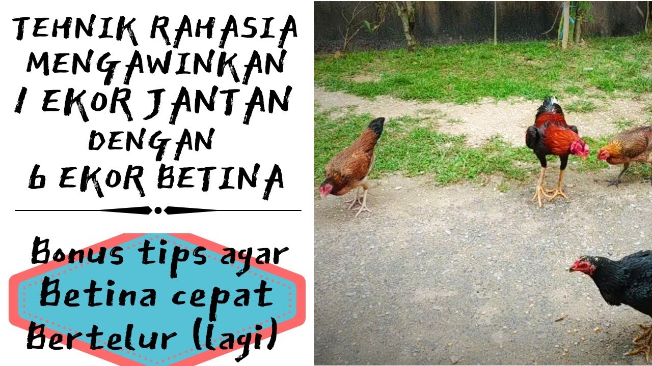 Membuat Ayam Betina Cepat Bertelur Kembali Setelah Mengeram Youtube