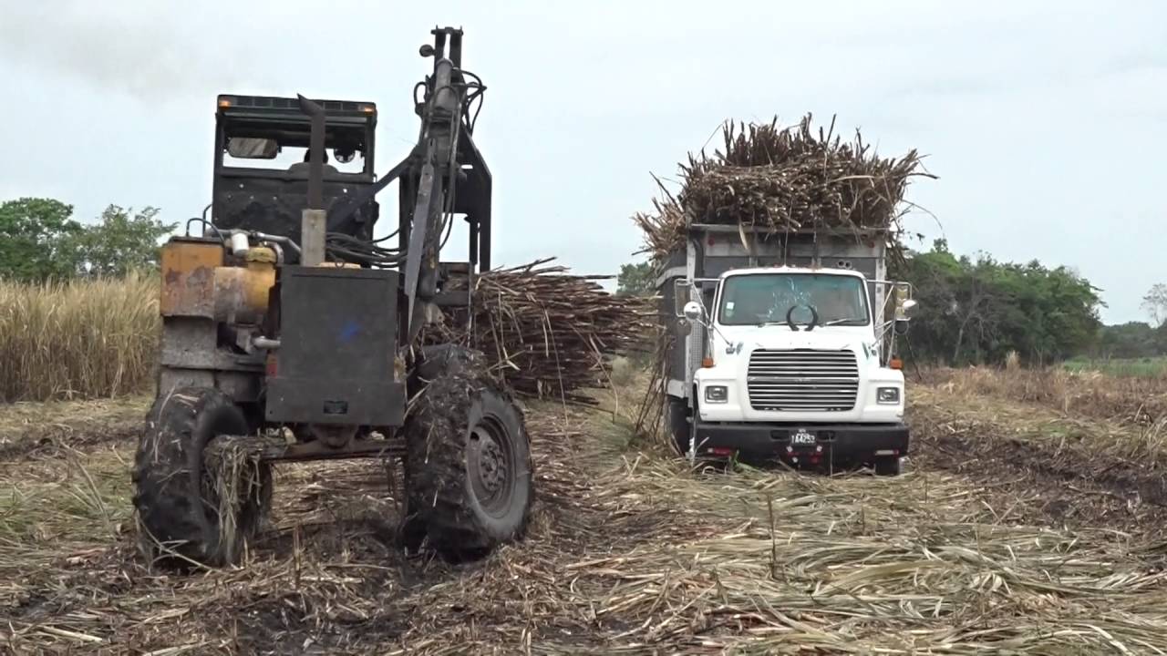 Belize sugar cane industry - YouTube