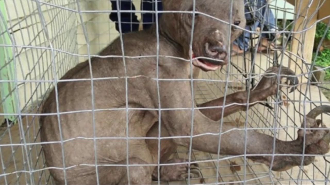 TOP 5 CRIATURAS EXTRANORMALES CAPTADAS EN VIDEO - YouTube