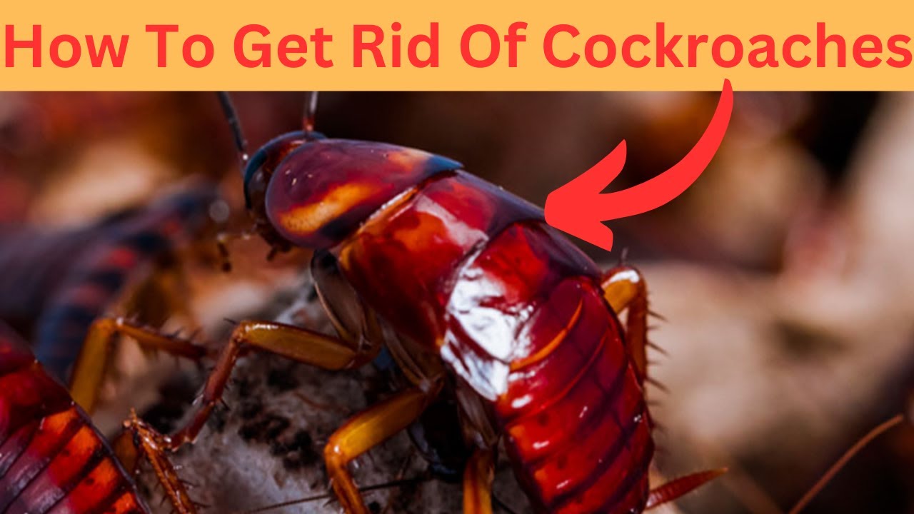 How To Get Rid Of Cockroaches From Your Home Easy Ways - YouTube