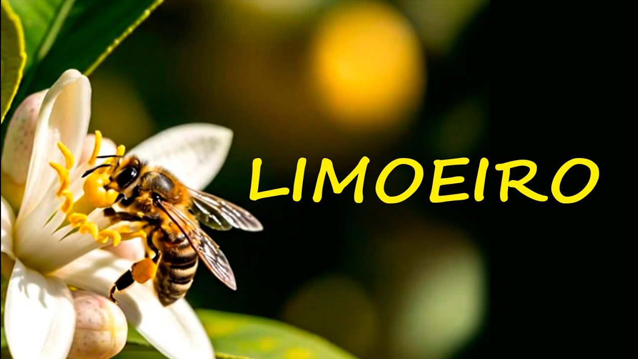 Limoeiro | ROPAJ - YouTube