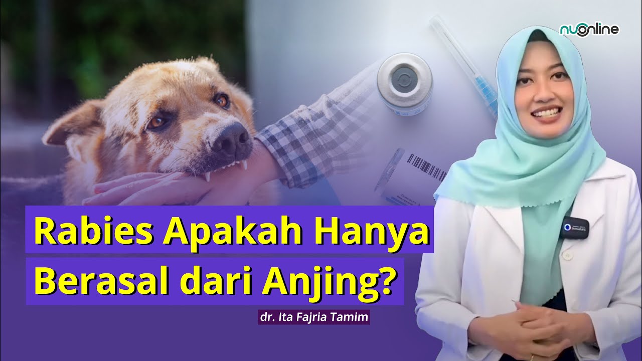 Perhatikan Gejala Rabies Berikut Ini dan Cara Pencegahannya Apabila ...