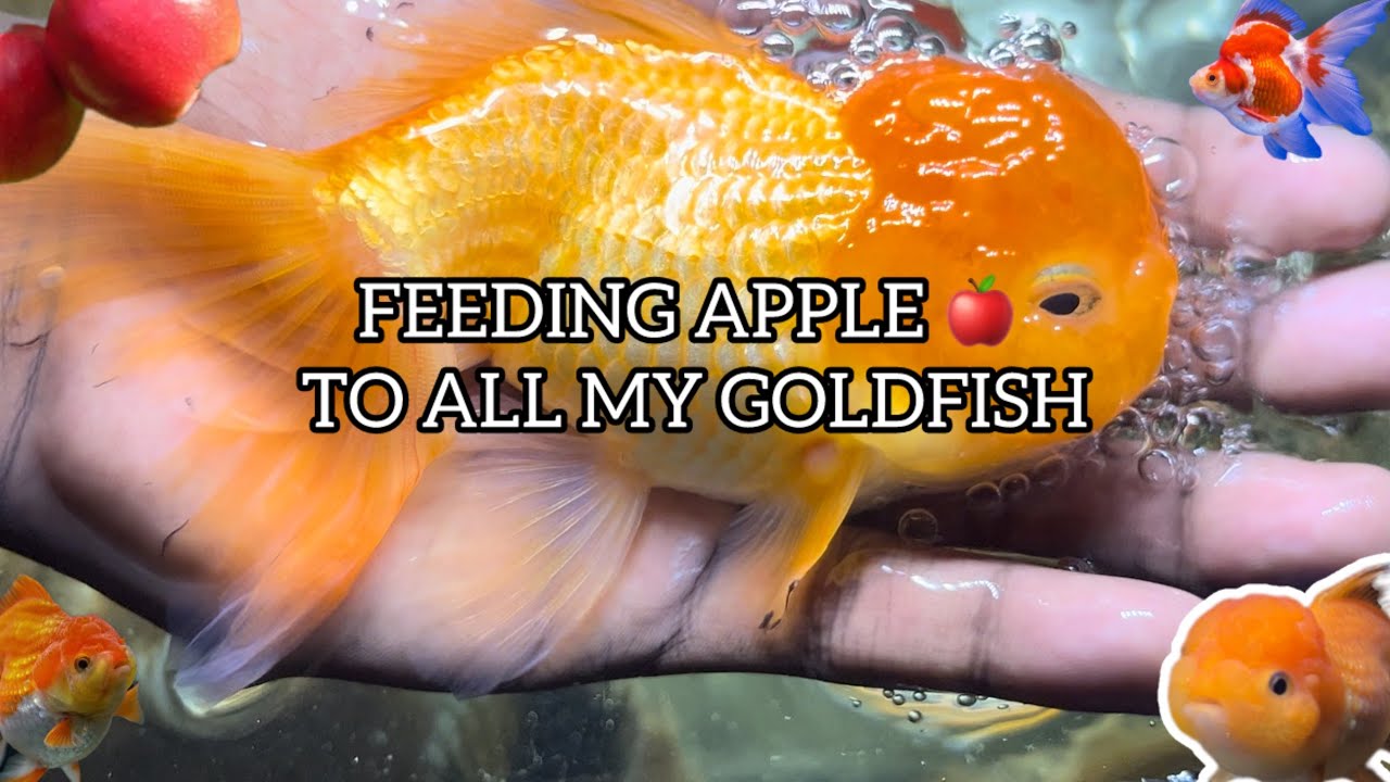 😱HOW to FEED your GOLDFISH *APPLE*🍎| HIGH protein FOOD for GOLDFISH🤩🐠 ...
