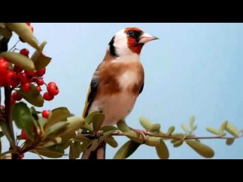 Cd Canto educacion jilgueros 2017