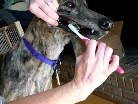 Brushing Greyhound Teeth - YouTube