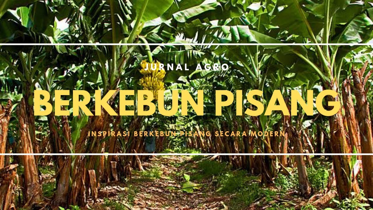 Berkebun Pisang Secara Modern | Inovasi Kebun - YouTube