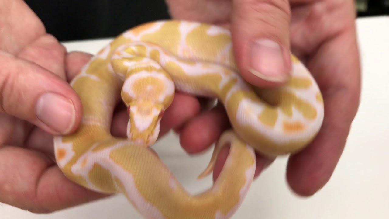 2018 Ball Pythons #7 Albinos, Clowns, Freeways & more! - YouTube