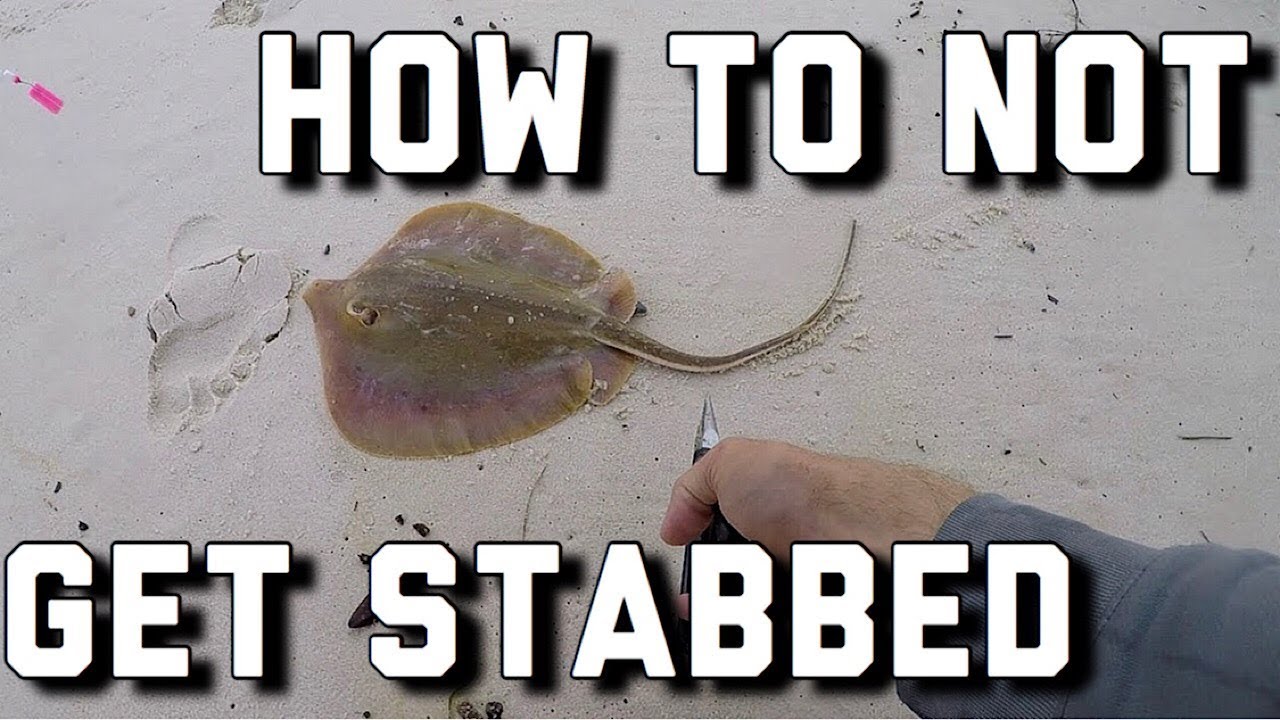 How To- Safely removing a hook from a StingRay- Surf Fishing - YouTube