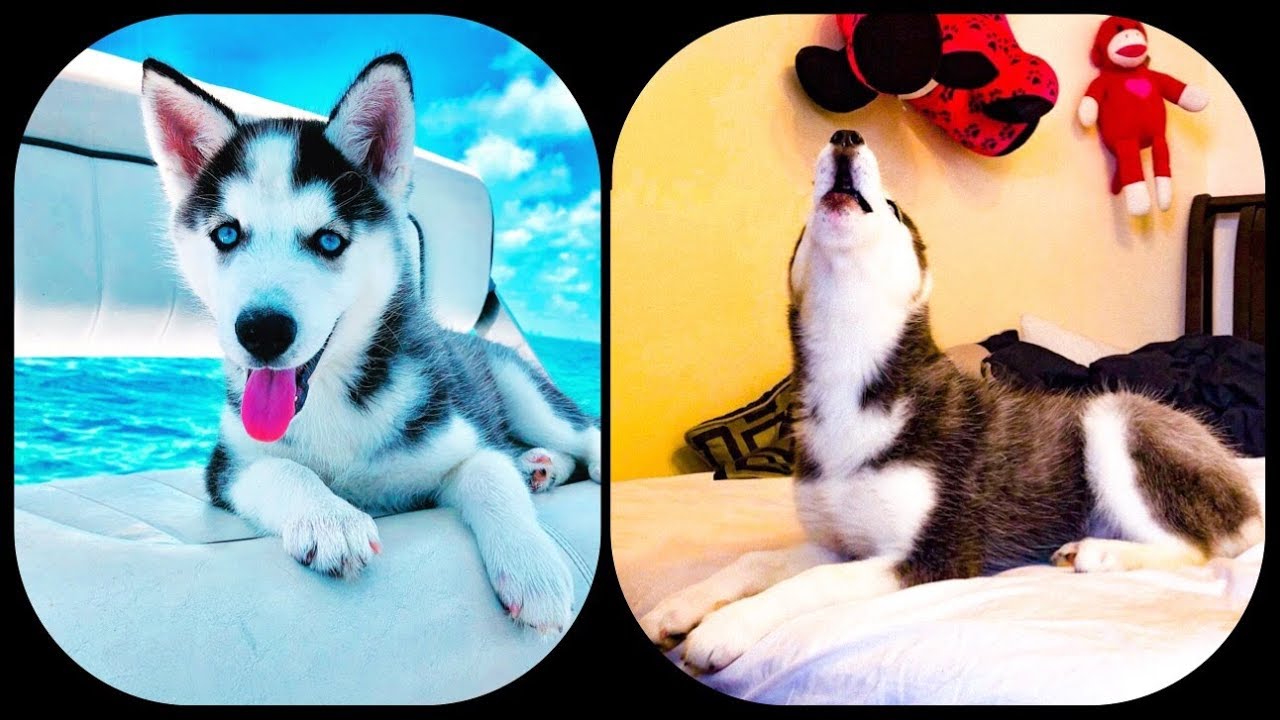 Husky Howling - YouTube