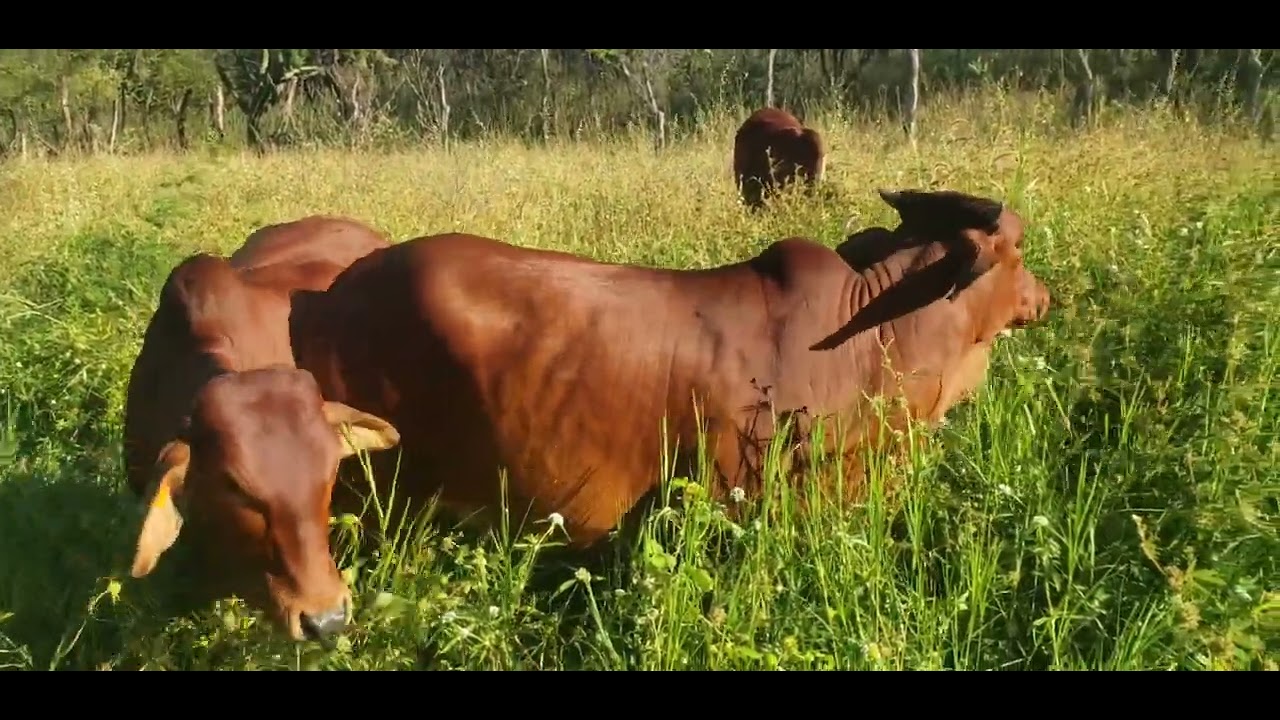 ENTRADA DO GADO SINDI NO CAPIM TIFTON 85 - YouTube