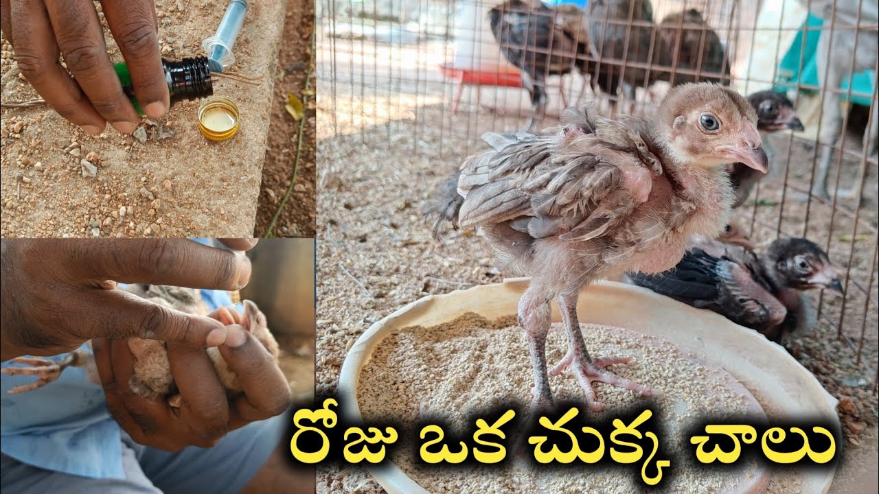 how to recover weak chicken chicks||ఇంటిదగ్గర జాతి కోళ్ళు పెంచండి - YouTube