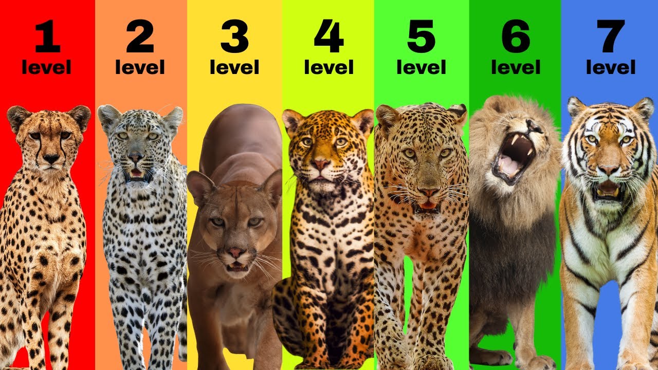 The 7 Levels of Wild Cats - YouTube