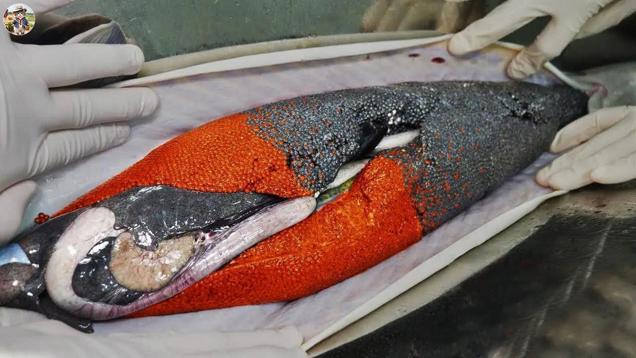 Amazed By Caviar Farm - How Farmers Raise Caviar, Harvesting & Processing | Caviar Farm - YouTube