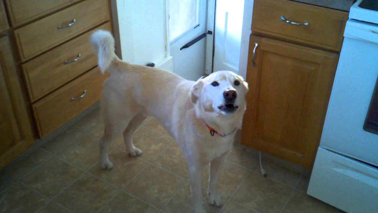 Dog is howling to happy birthday - YouTube