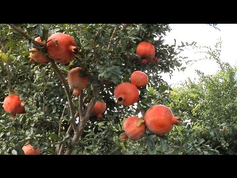 Georgia Growers Look To Pomegranates As New Cash Crop - YouTube