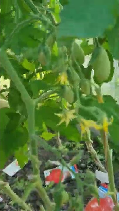 Томат Стерлядь от #семенаалтая #томаты #огородники #огород # ...