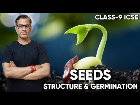 Seeds Structure and Germination Class 9 ICSE | Plant Physiology ICSE ...
