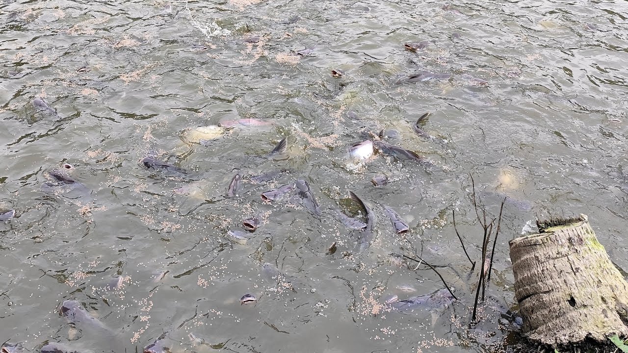Village Fish Farming, Amazing Village Fishing, fishing sports, fish ...