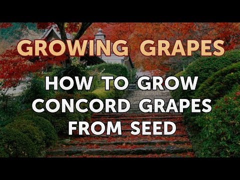 How to Grow Concord Grapes from Seed - YouTube