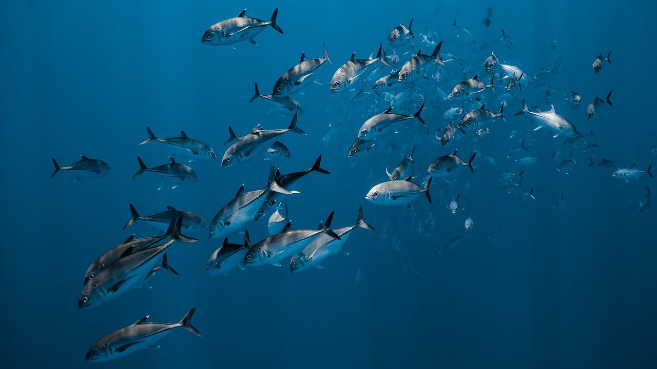 Beautiful Light, Beautiful Fish - YouTube