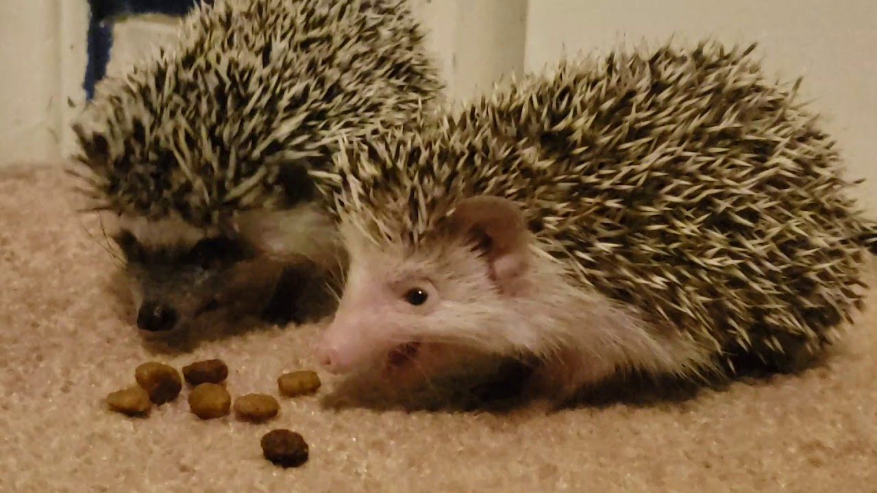 Cute Hedgehogs Eating Together!:) - YouTube