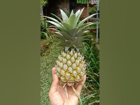 panen nanas dalam pot #shorts - YouTube