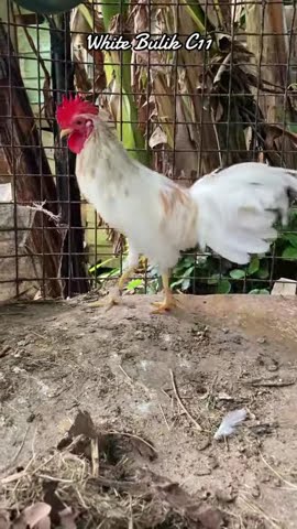 White Bulik Stag C11 #backyardbreeder #chicken #ayam #gamefowl #manok # ...
