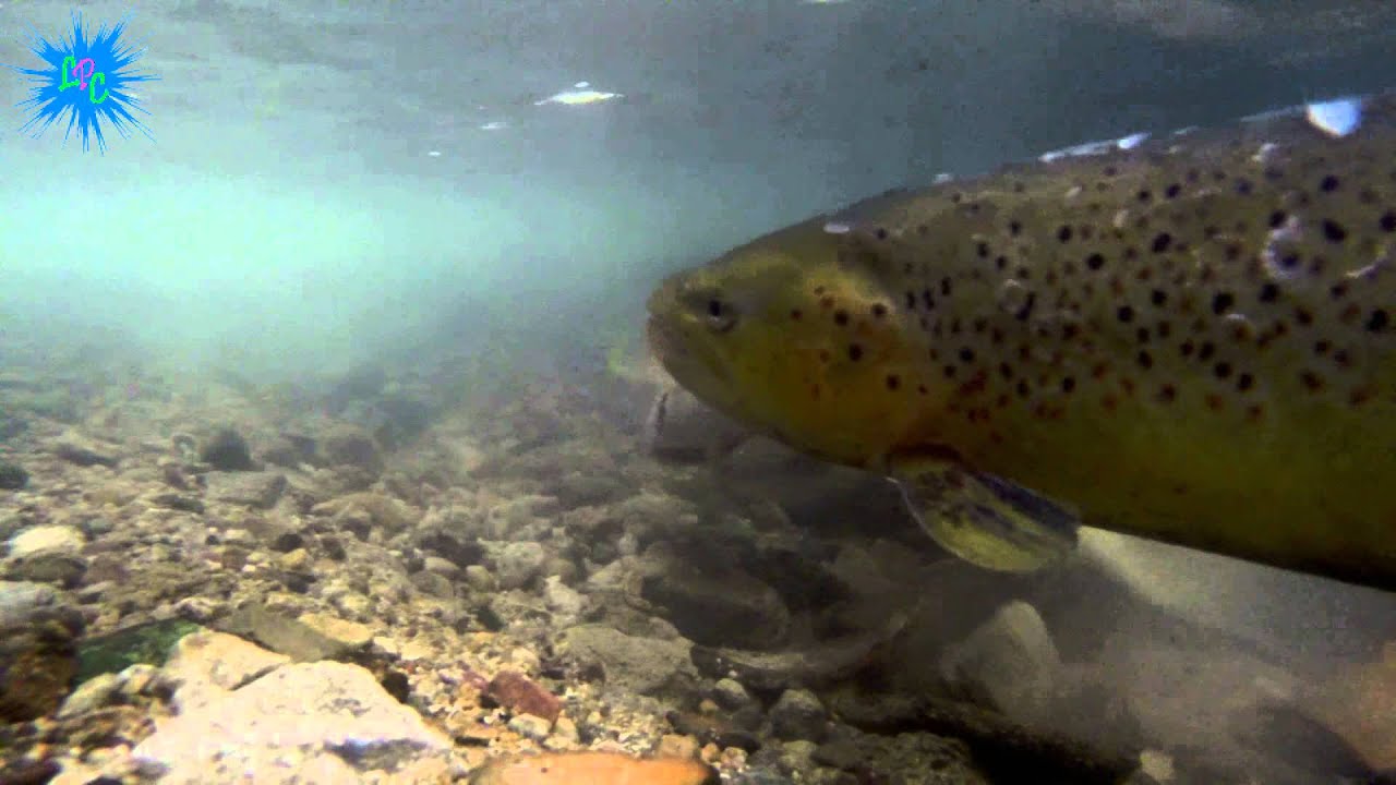 La reproduction des Truites de mer Hiver 2014 - YouTube