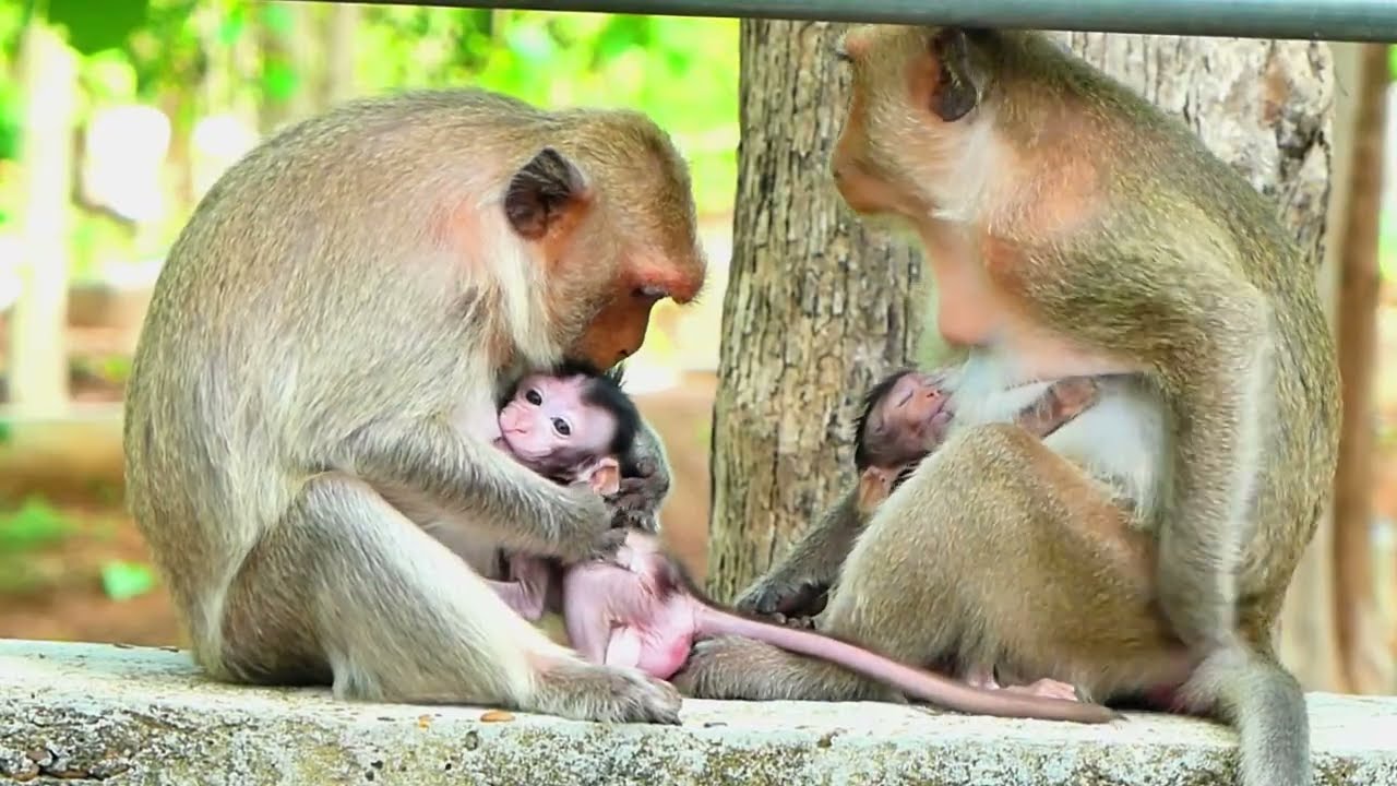 Just an hour after giving birth - Elderly mother monkey give birth ...