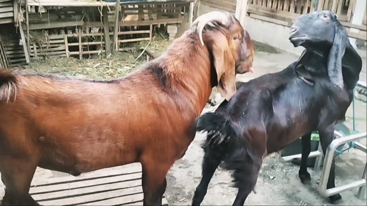 Crossbreeding Red Boer and Black Bengal Goats for High-Quality Red Meat ...