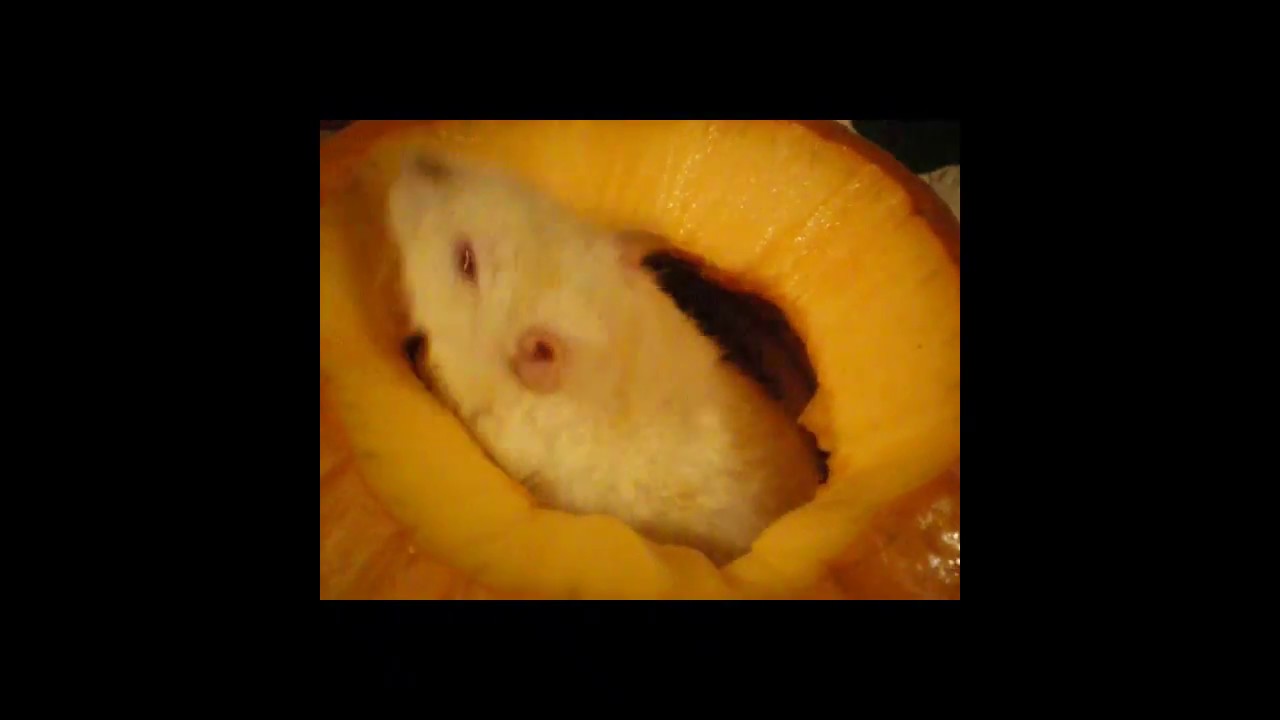 Yuki playing in a pumpkin - YouTube