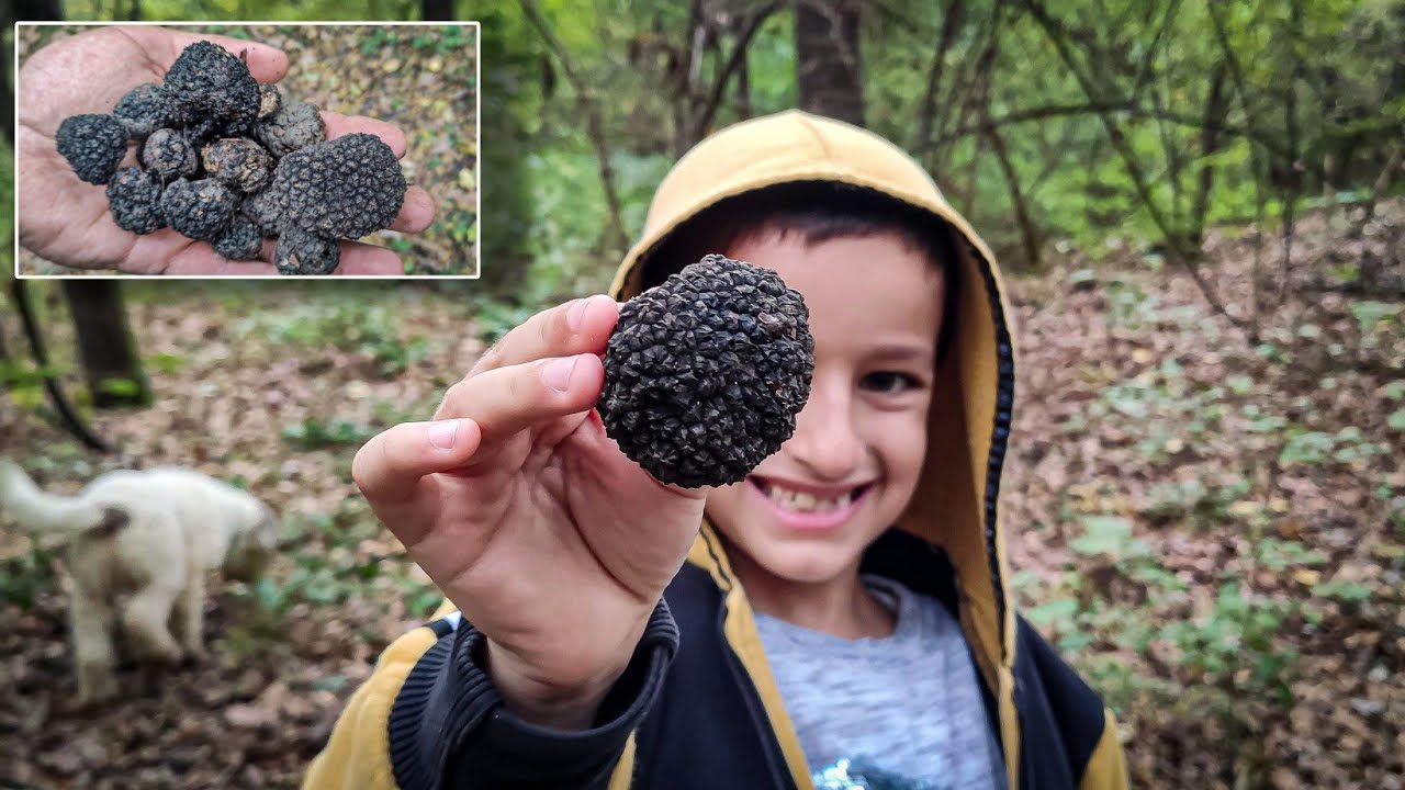 Tartufi Lov / Crni Tartuf / Truffle Hunting - YouTube